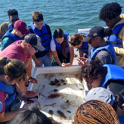 Gulf Scholars Program | FAMU-FSU